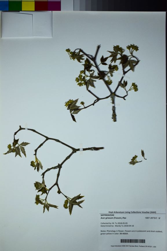 Acer griseum - Chinese Paperbark Maple | Hoyt Arboretum, Portland ...