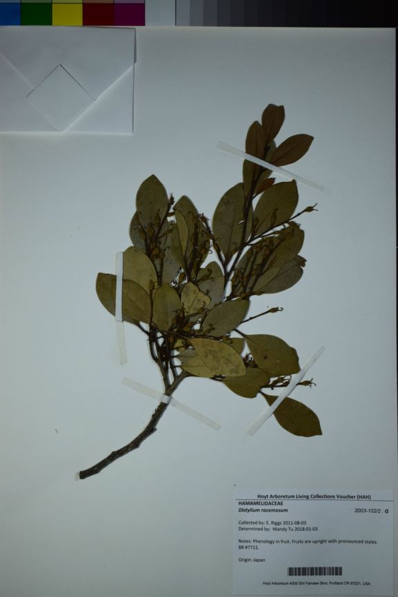 Distylium racemosum - Isu tree | Hoyt Arboretum, Portland, Oregon, USA