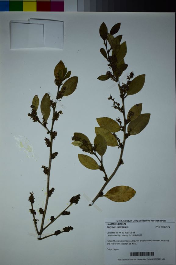 Distylium racemosum - Isu tree | Hoyt Arboretum, Portland, Oregon, USA