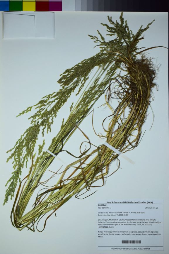 Poa palustris - fowl blue grass, fowl bluegrass | Hoyt Arboretum ...