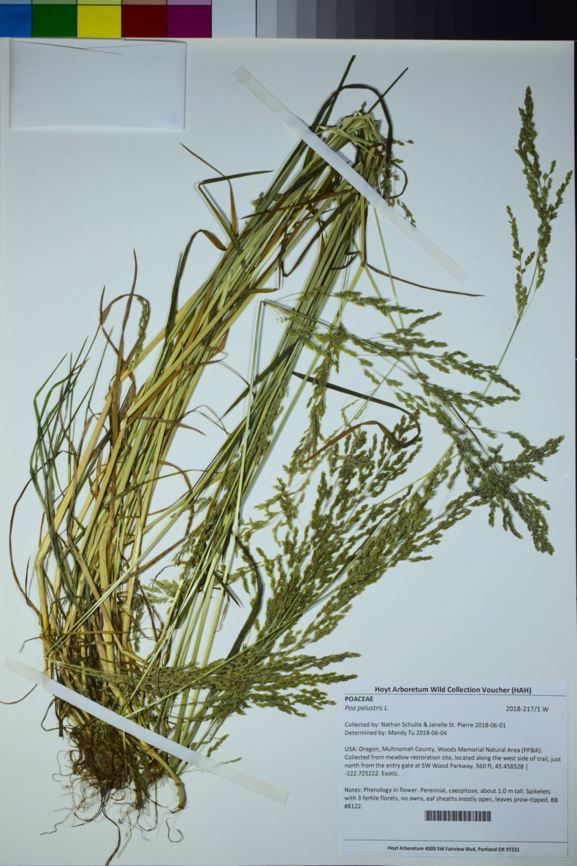 Poa palustris - fowl blue grass, fowl bluegrass | Hoyt Arboretum ...