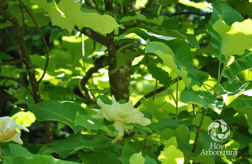 Magnolia macrophylla - Bigleaf Magnolia | Hoyt Arboretum, Portland ...