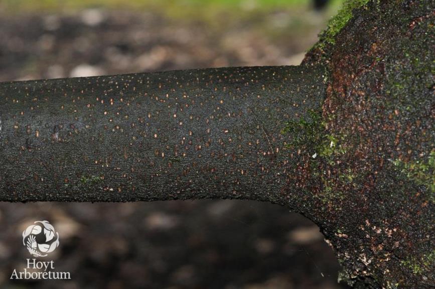 Magnolia grandiflora 'Victoria' - Victoria Southern Magnolia | Hoyt ...