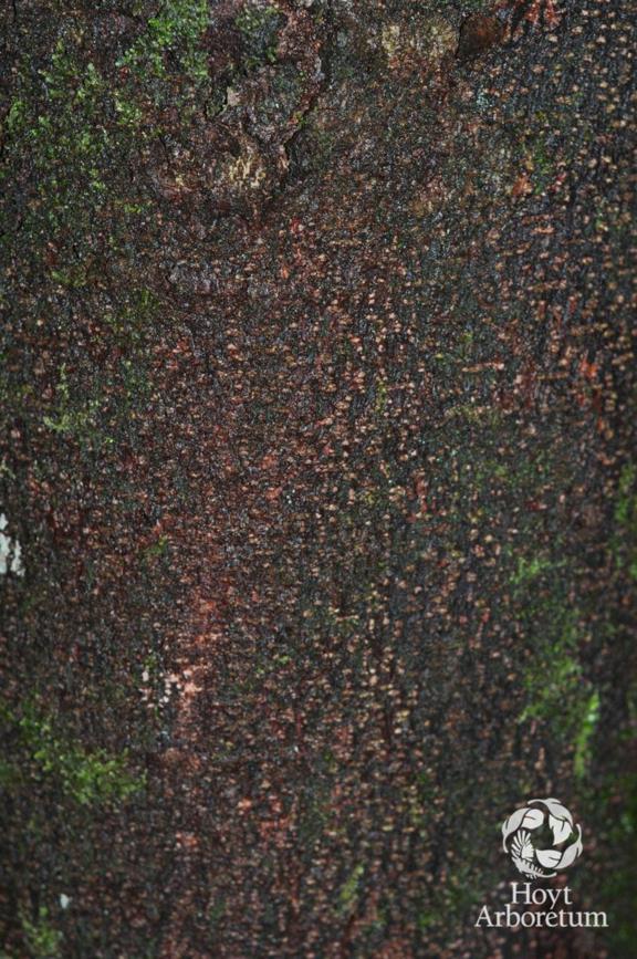 Magnolia grandiflora 'Victoria' - Victoria Southern Magnolia | Hoyt ...