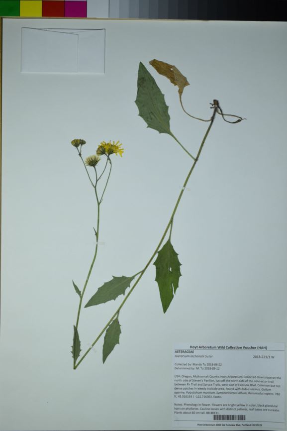 Hieracium lachenalii - common hawkweed | Hoyt Arboretum, Portland ...