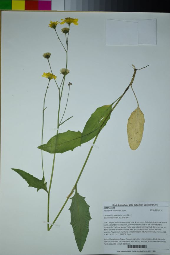 Hieracium lachenalii - common hawkweed | Hoyt Arboretum, Portland ...