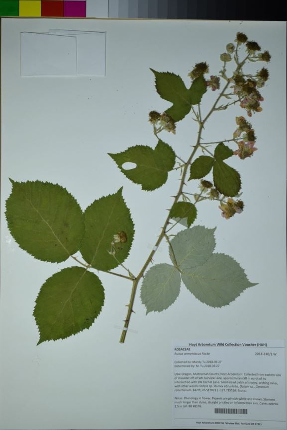 Rubus armeniacus - Armenian blackberry, Himalayan blackberry, Himalayan ...