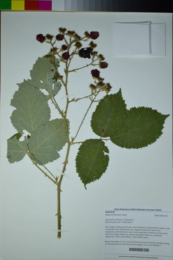 Rubus armeniacus - Armenian blackberry, Himalayan blackberry, Himalayan ...