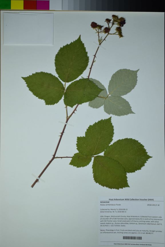 Rubus armeniacus - Armenian blackberry, Himalayan blackberry, Himalayan ...