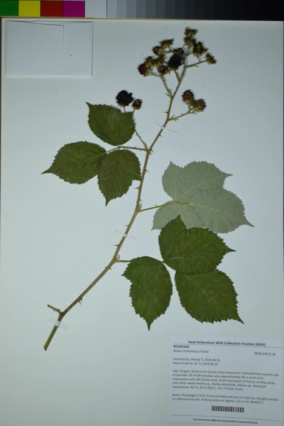 Rubus armeniacus - Armenian blackberry, Himalayan blackberry, Himalayan ...