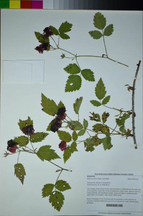 Rubus ursinus - trailing blackberry, Pacific blackberry, Pacific ...
