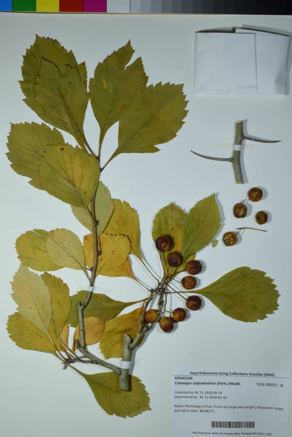 Crataegus calpodendron - pear hawthorn | Hoyt Arboretum, Portland ...