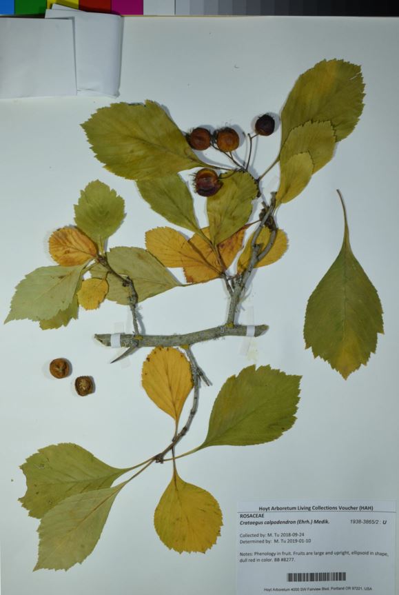 Crataegus calpodendron - pear hawthorn | Hoyt Arboretum, Portland ...