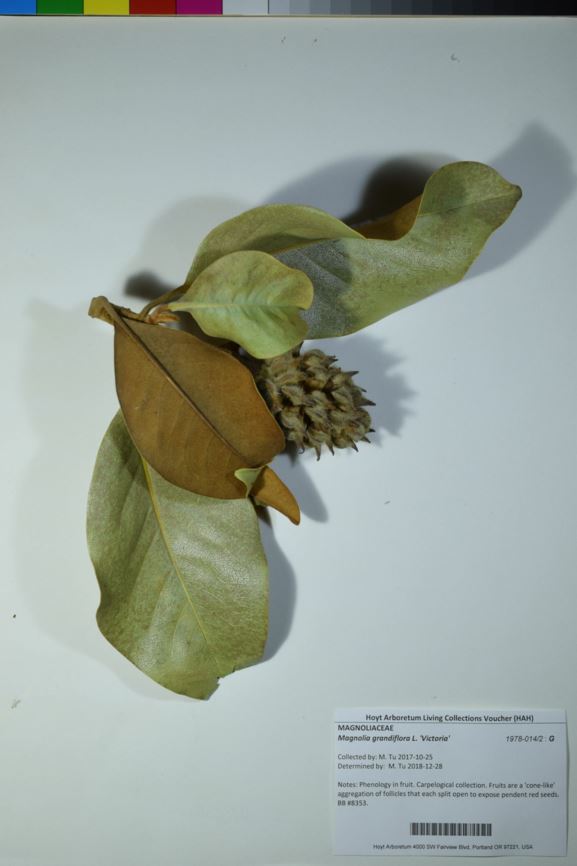 Magnolia grandiflora 'Victoria' - Victoria Southern Magnolia | Hoyt ...