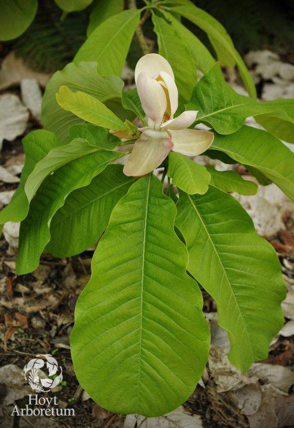 Magnolia officinalis - Medicinal Magnolia | Hoyt Arboretum, Portland ...