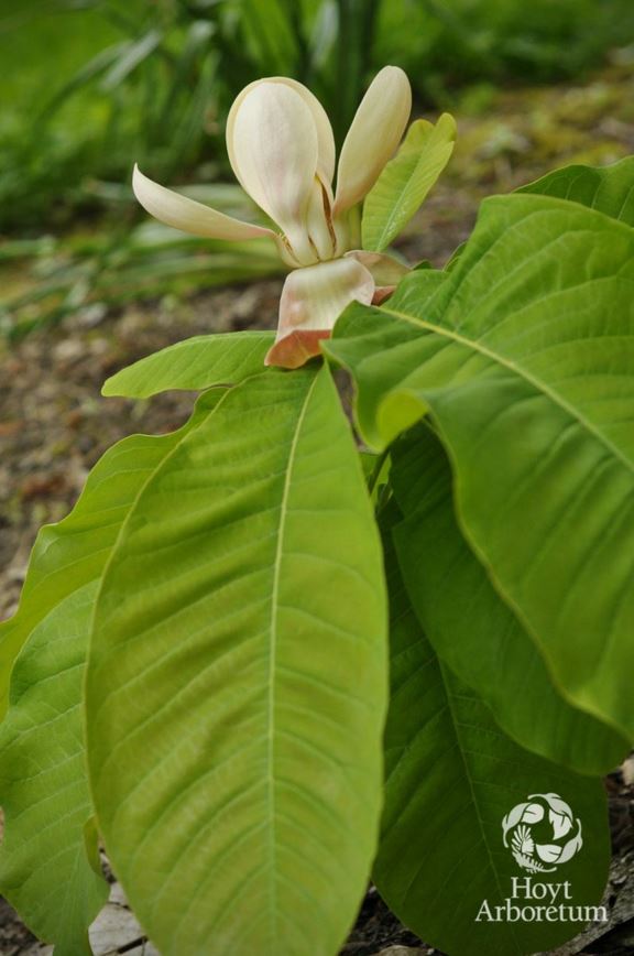 Magnolia officinalis - Medicinal Magnolia | Hoyt Arboretum, Portland ...