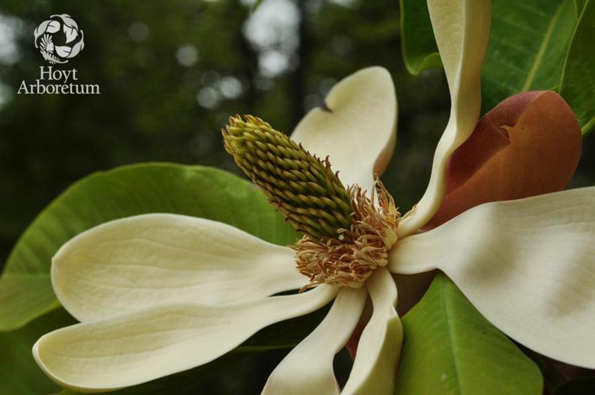 Magnolia officinalis - Medicinal Magnolia | Hoyt Arboretum, Portland ...