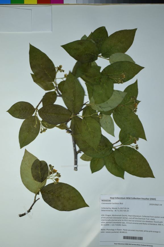 Cotoneaster bullatus - hollyberry cotoneaster | Hoyt Arboretum ...