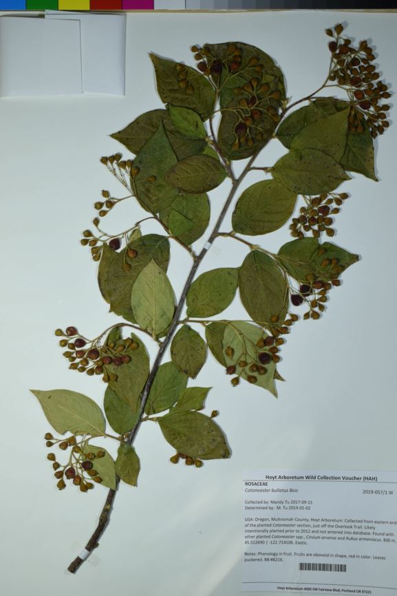 Cotoneaster bullatus - hollyberry cotoneaster | Hoyt Arboretum ...