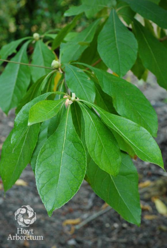 Franklinia alatamaha - Franklin Tree | Hoyt Arboretum, Portland, Oregon ...