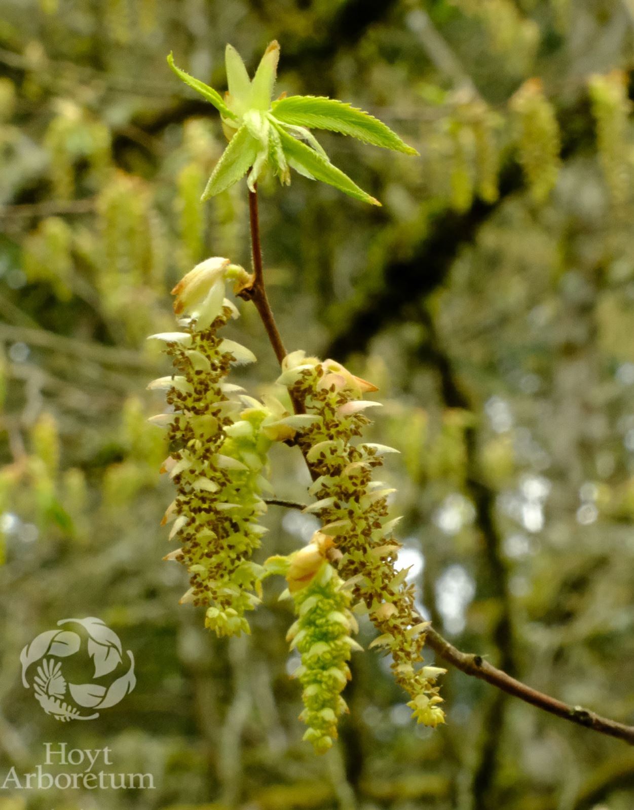 Carpinus japonica - Japanese hornbeam | Hoyt Arboretum, Portland ...