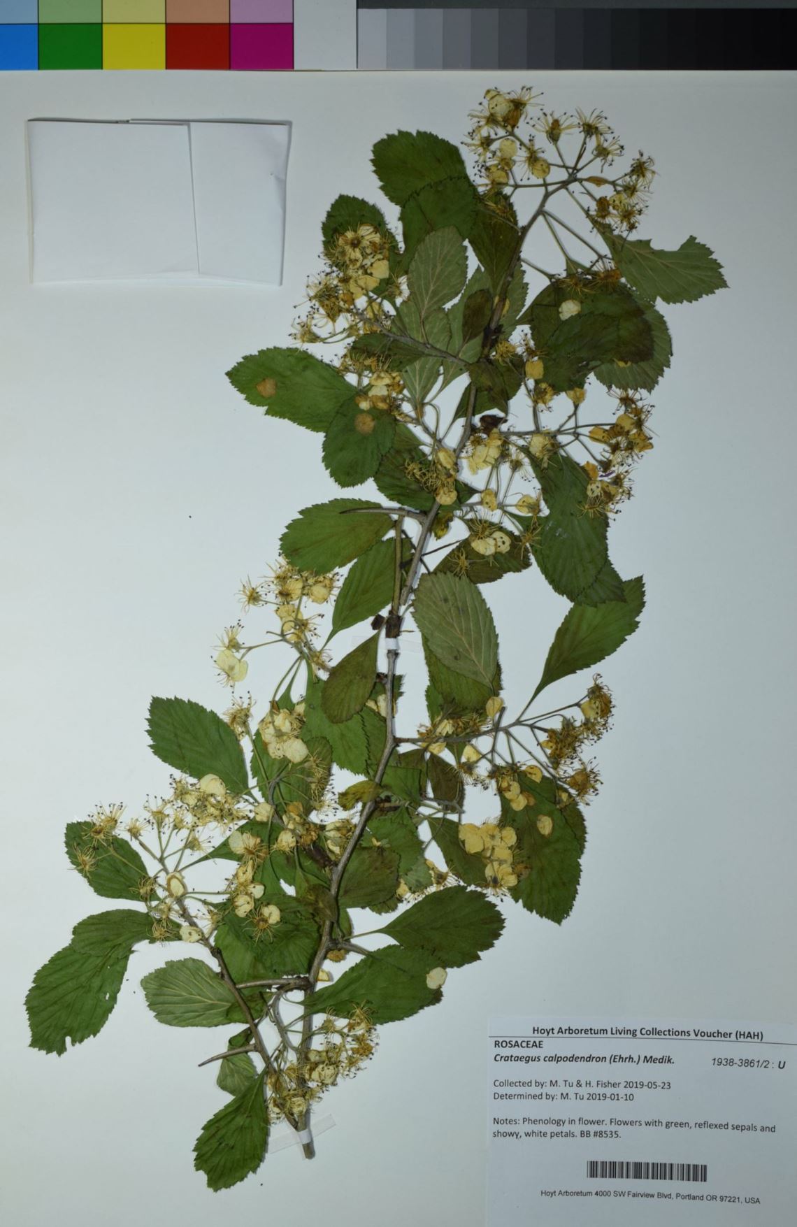 Crataegus calpodendron - pear hawthorn | Hoyt Arboretum, Portland ...