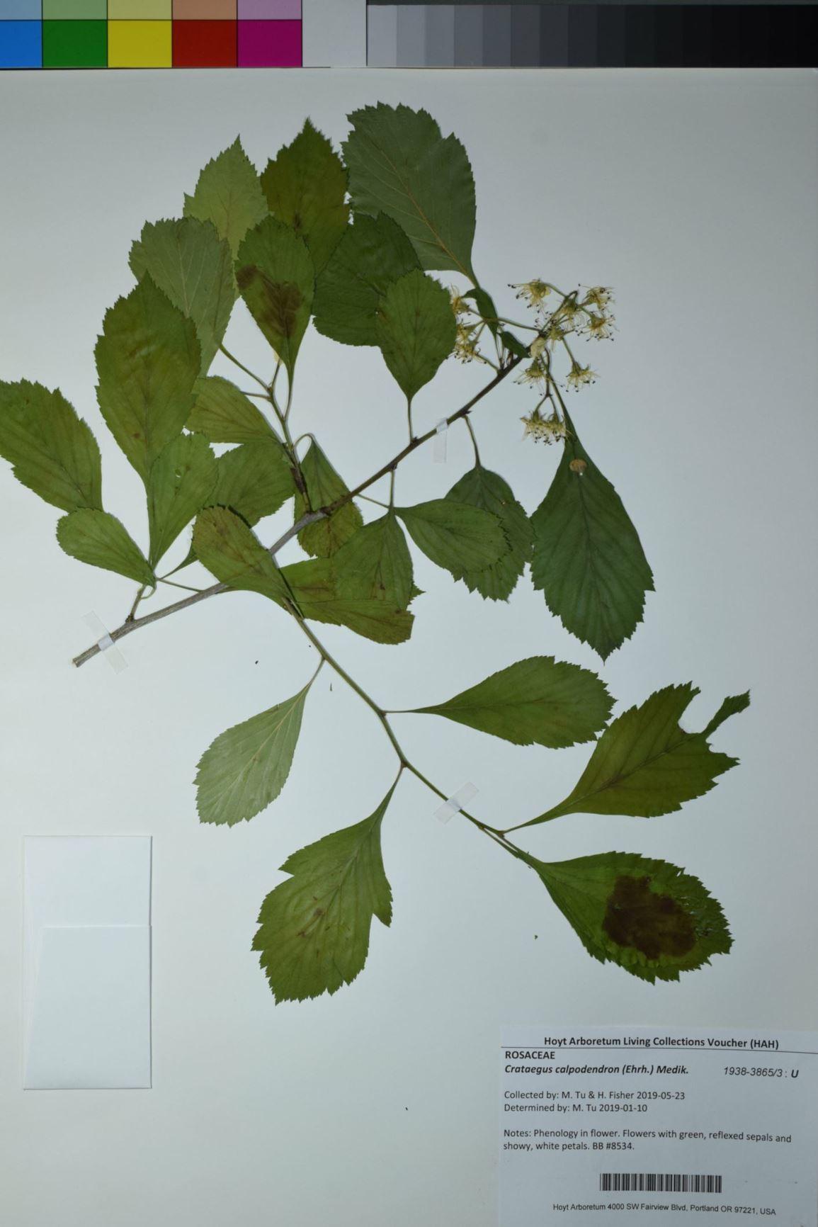Crataegus calpodendron - pear hawthorn | Hoyt Arboretum, Portland ...
