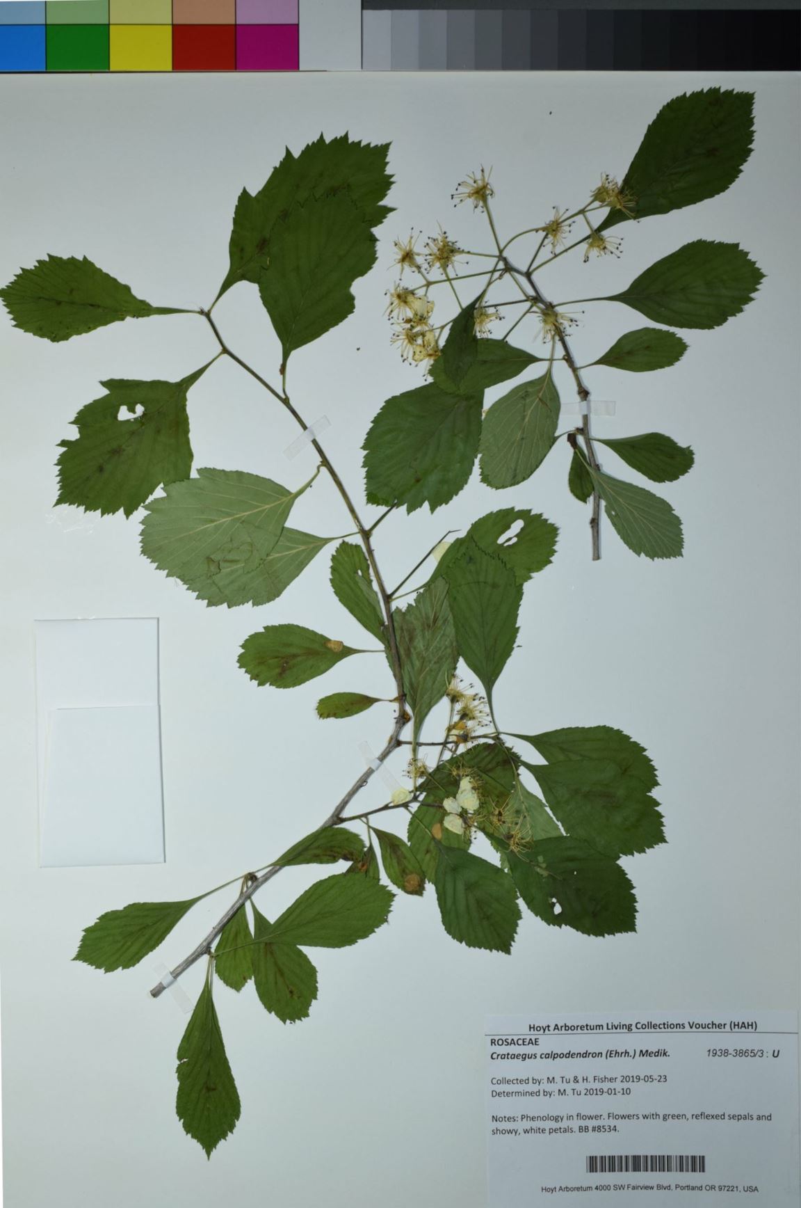 Crataegus calpodendron - pear hawthorn | Hoyt Arboretum, Portland ...