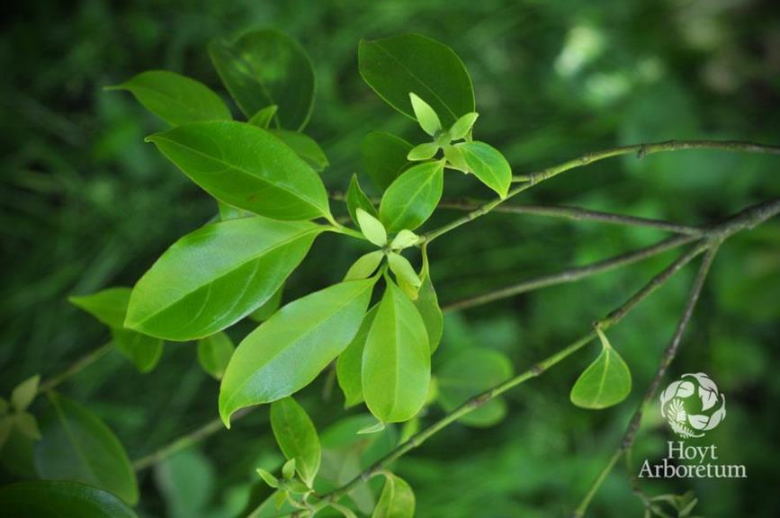 Cornus capitata subsp. angustata - Empress of China dogwood | Hoyt ...