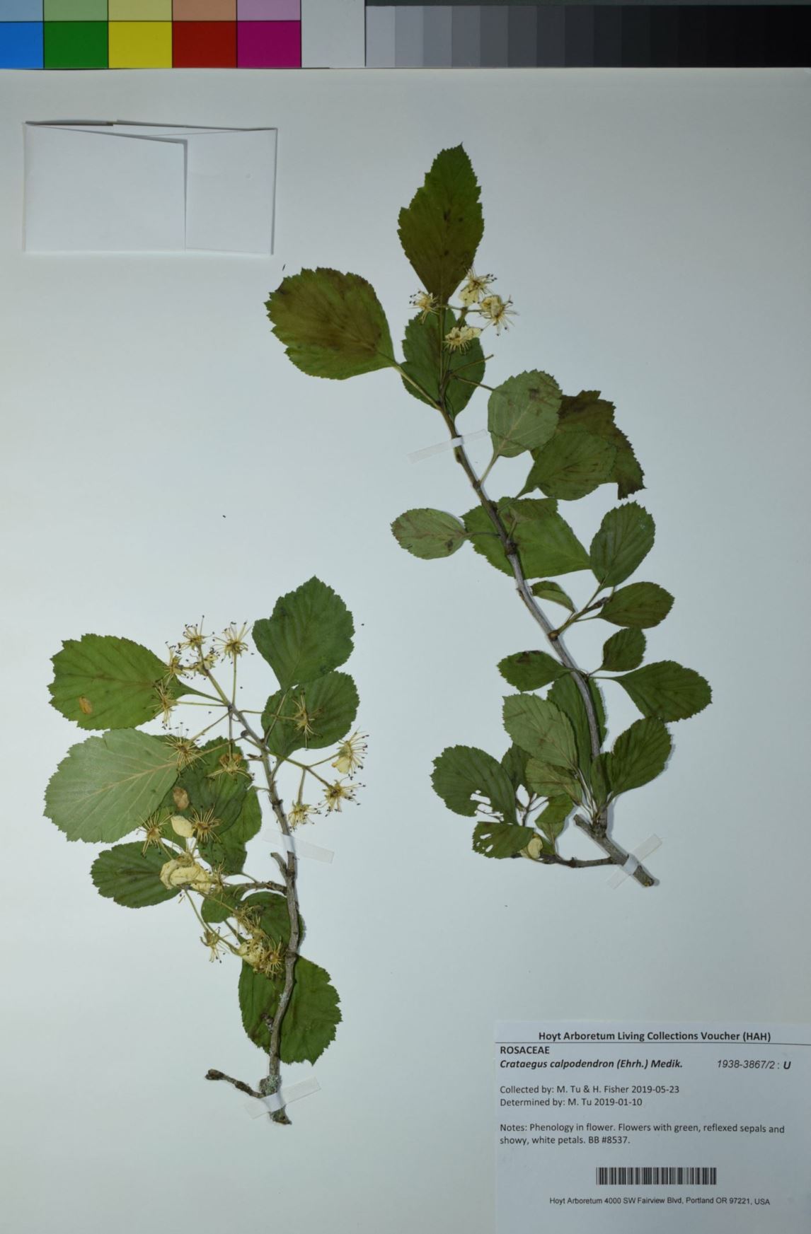 Crataegus calpodendron - pear hawthorn | Hoyt Arboretum, Portland ...