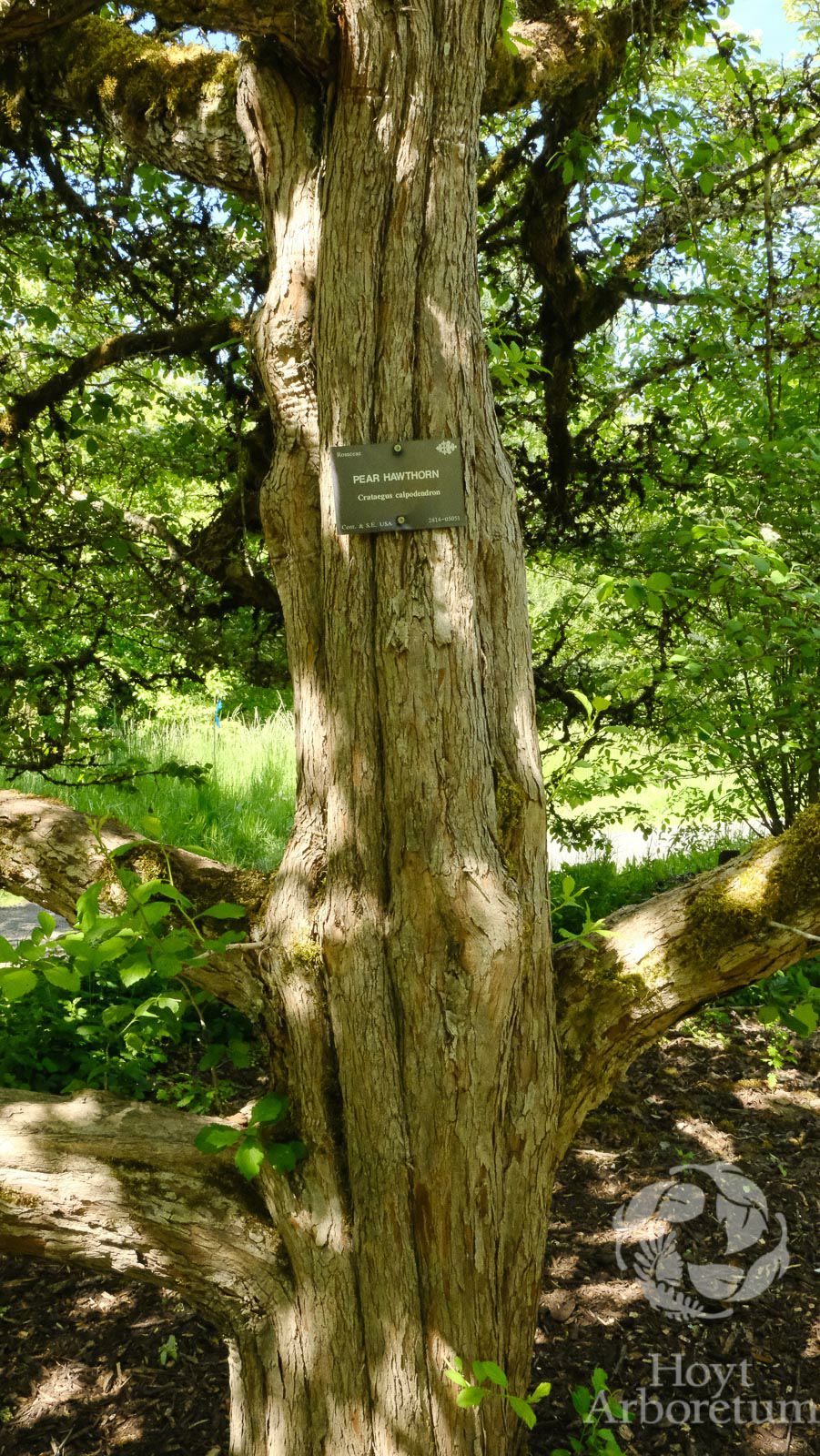 Crataegus calpodendron - pear hawthorn | Hoyt Arboretum, Portland ...