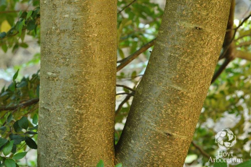 Nothofagus dombeyi - Coigue | Hoyt Arboretum, Portland, Oregon, USA
