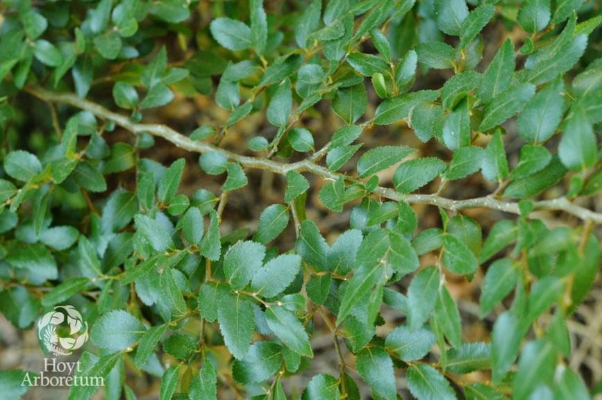 Nothofagus dombeyi - Coigue | Hoyt Arboretum, Portland, Oregon, USA