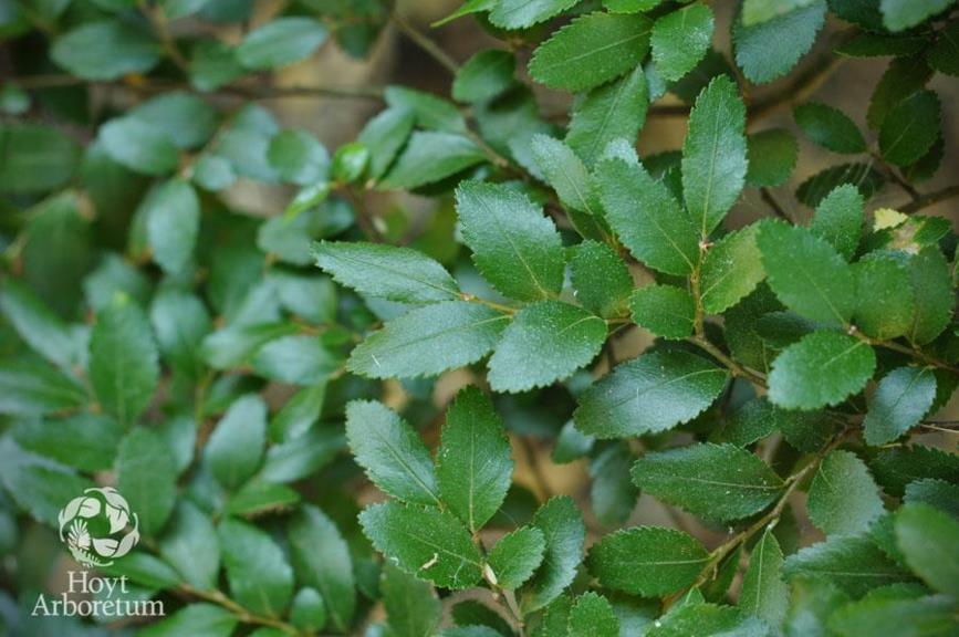 Nothofagus dombeyi - Coigue | Hoyt Arboretum, Portland, Oregon, USA