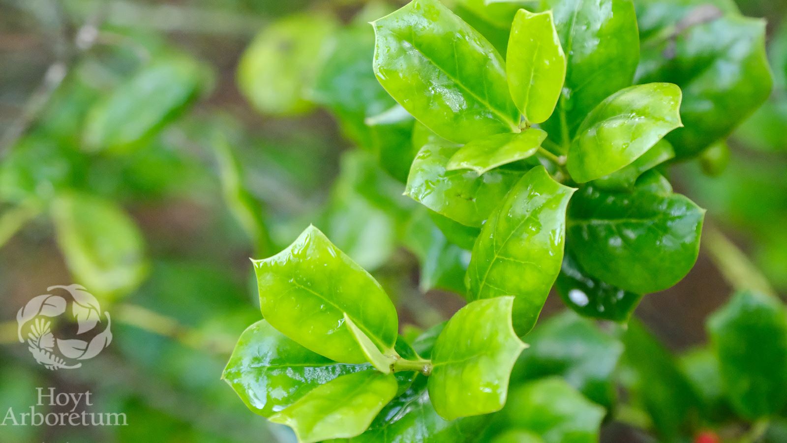 Ilex cornuta 'Burfordii Nana' - Dwarf Burford Holly | Hoyt Arboretum ...
