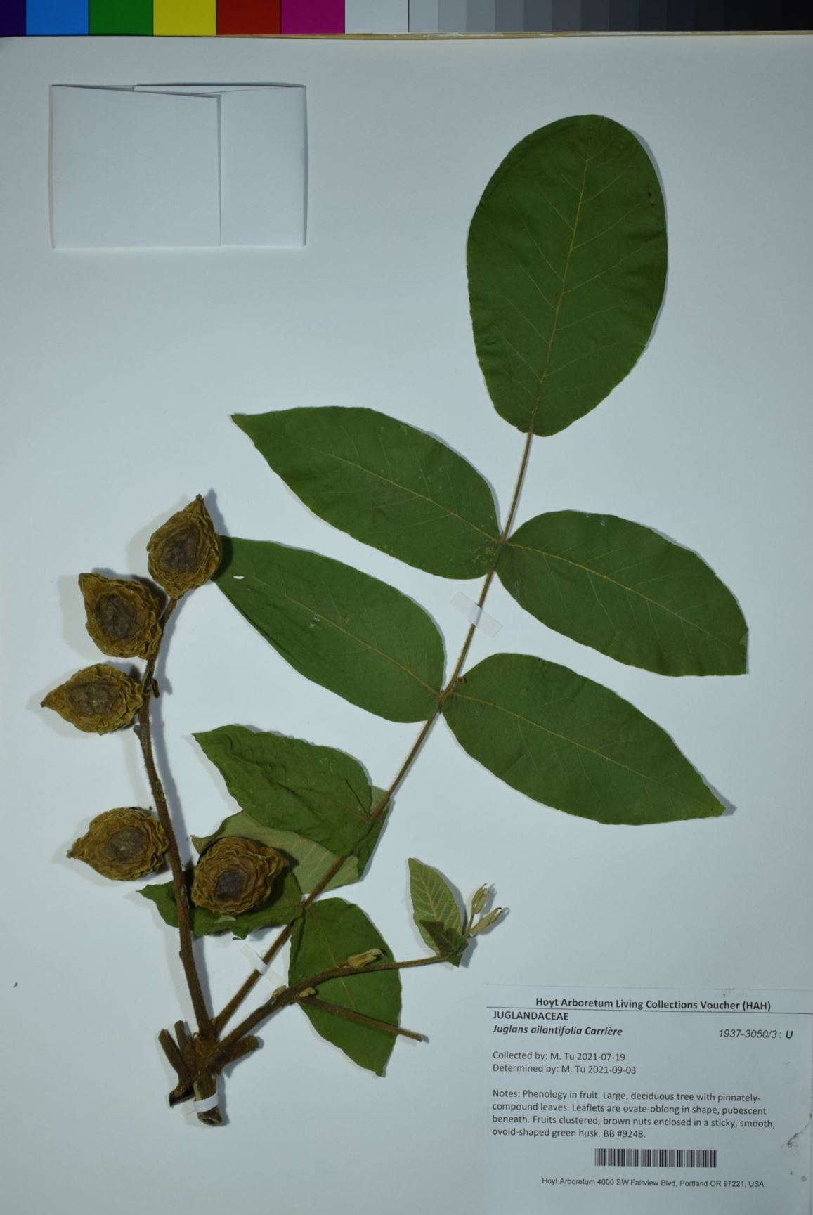 Juglans ailantifolia - Japanese walnut | Hoyt Arboretum, Portland ...