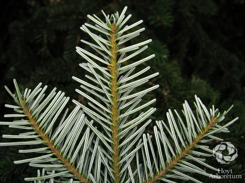 Abies amabilis - Pacific silver fir, red fir, white fir, cascade fir ...