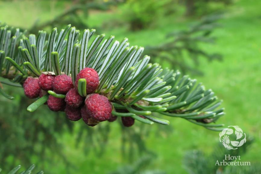 Abies amabilis - Pacific silver fir, red fir, white fir, cascade fir ...
