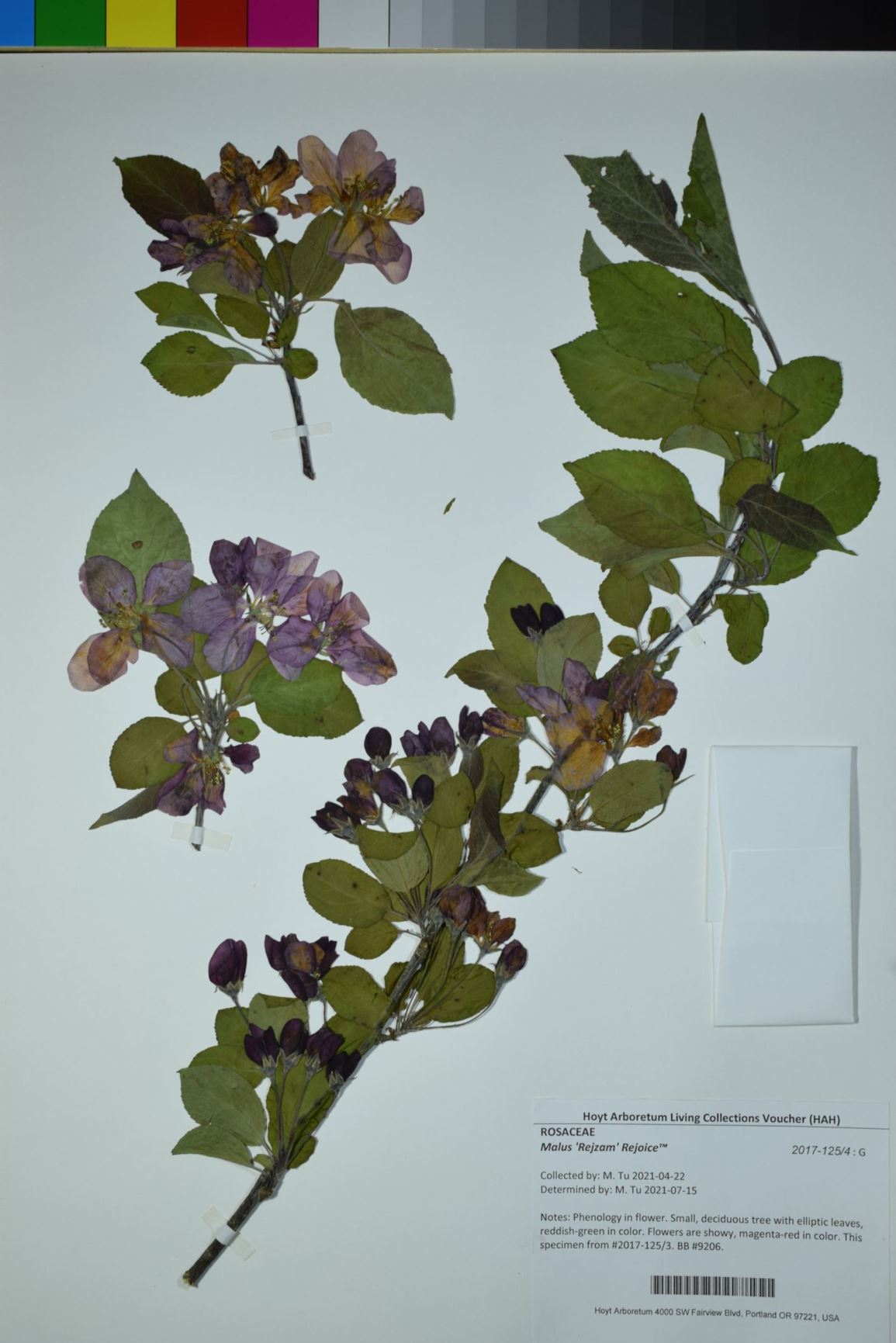 Malus 'Rejzam' Rejoice™ - Rejoice™ crabapple | Hoyt Arboretum, Portland ...