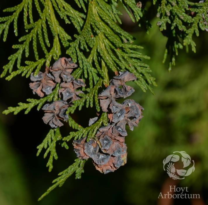 Chamaecyparis lawsoniana - Port Orford cedar | Hoyt Arboretum, Portland ...
