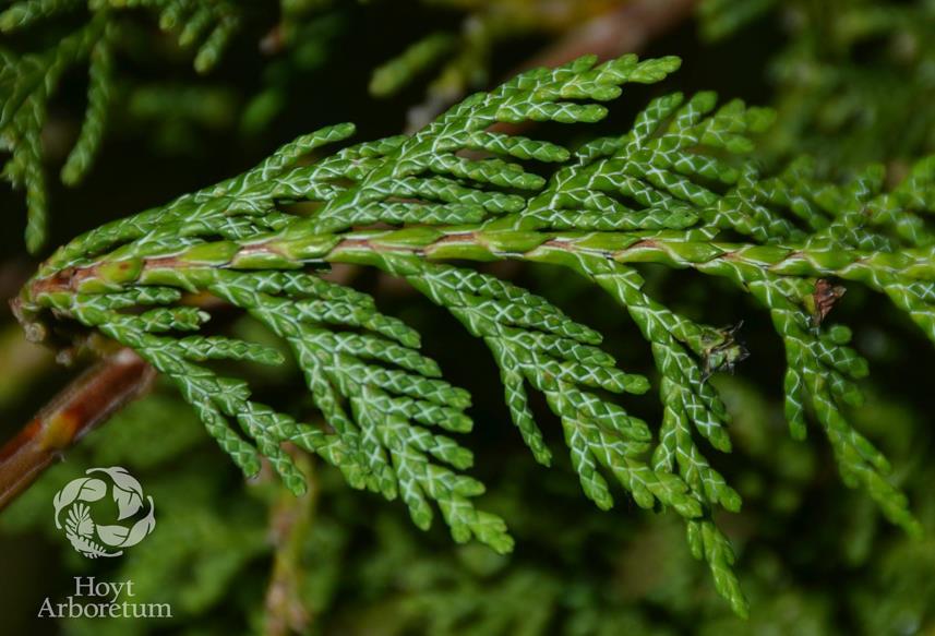 Chamaecyparis lawsoniana - Port Orford cedar | Hoyt Arboretum, Portland ...