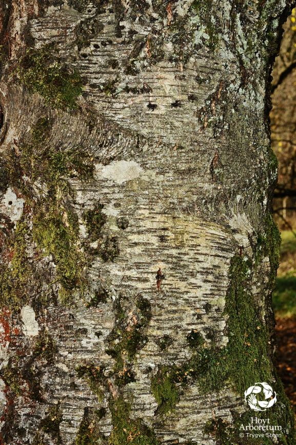 Betula platyphylla - Japanese White Birch, Asian white birch | Hoyt ...