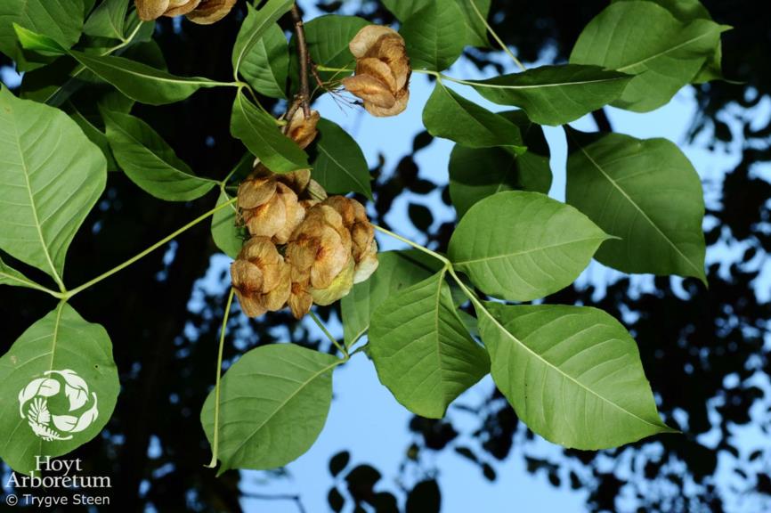 Ptelea trifoliata - Hop Tree | Hoyt Arboretum, Portland, Oregon, USA