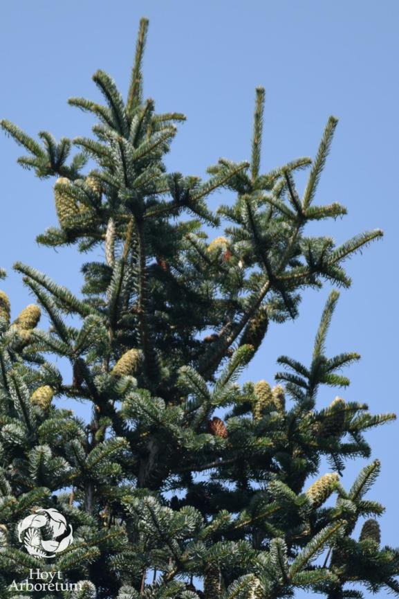 Abies nordmanniana subsp. equi-trojani - Turkish Fir | Hoyt Arboretum ...