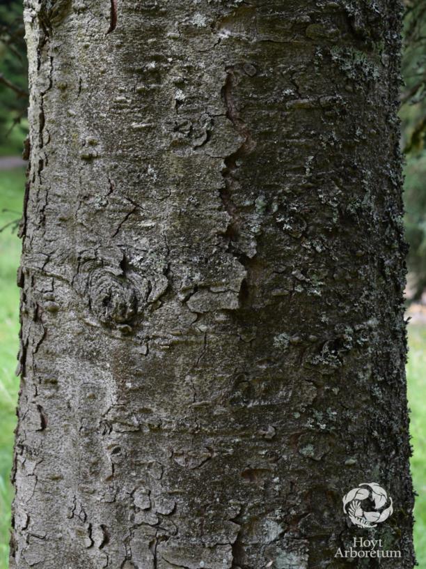 Abies amabilis - Pacific silver fir, red fir, white fir, cascade fir ...